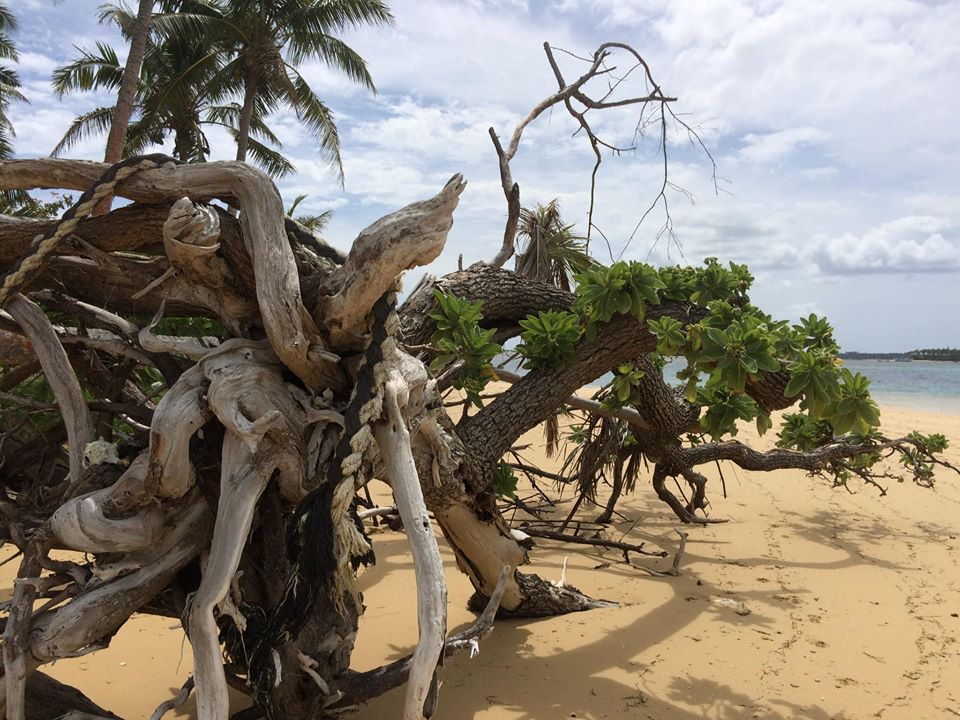 Day 248 - Tonga | Julie Harber