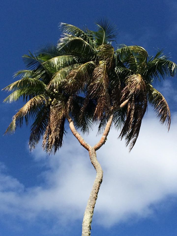 Day 248 - Tonga | Julie Harber